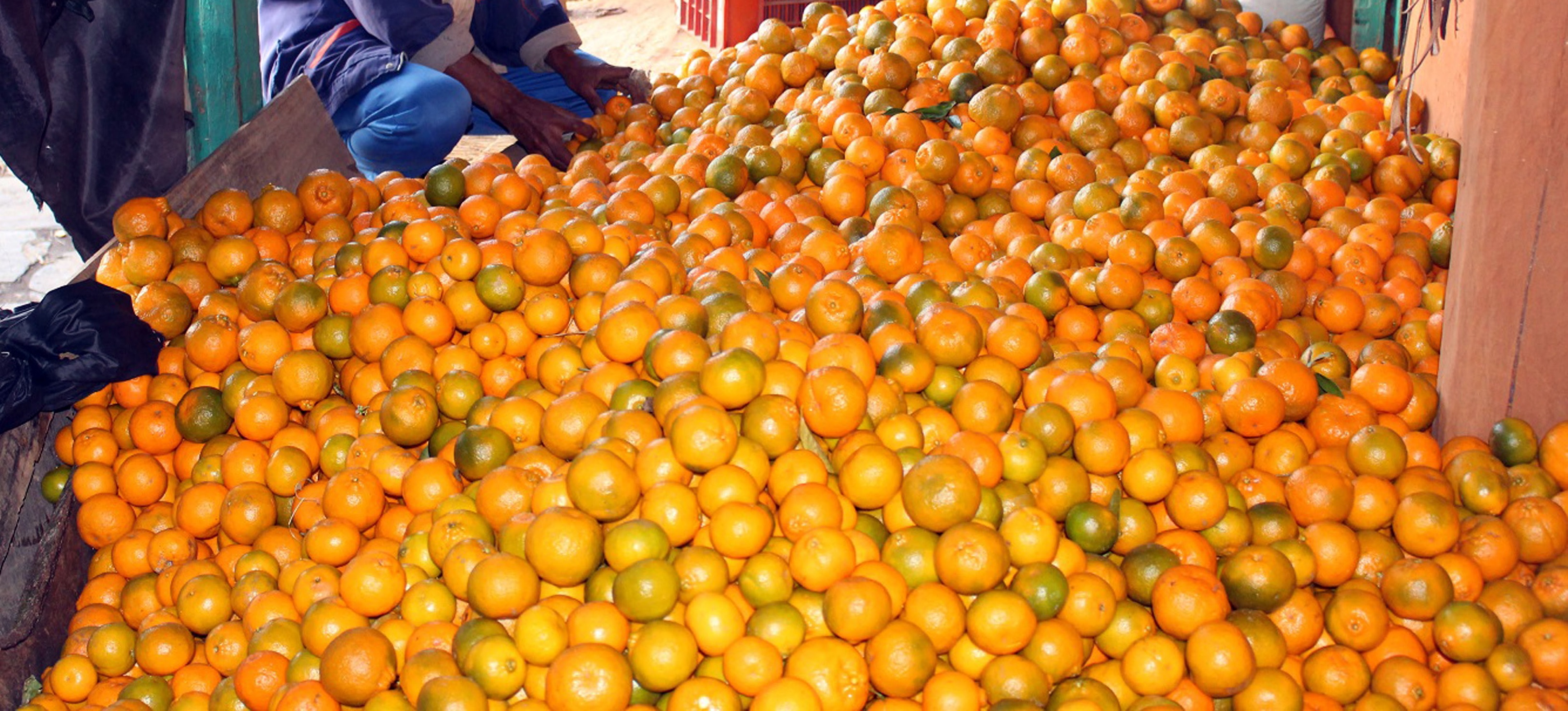 सुन्तला बिक्रीबाट दोसल्लेका किसानले भित्र्याए ५० लाख